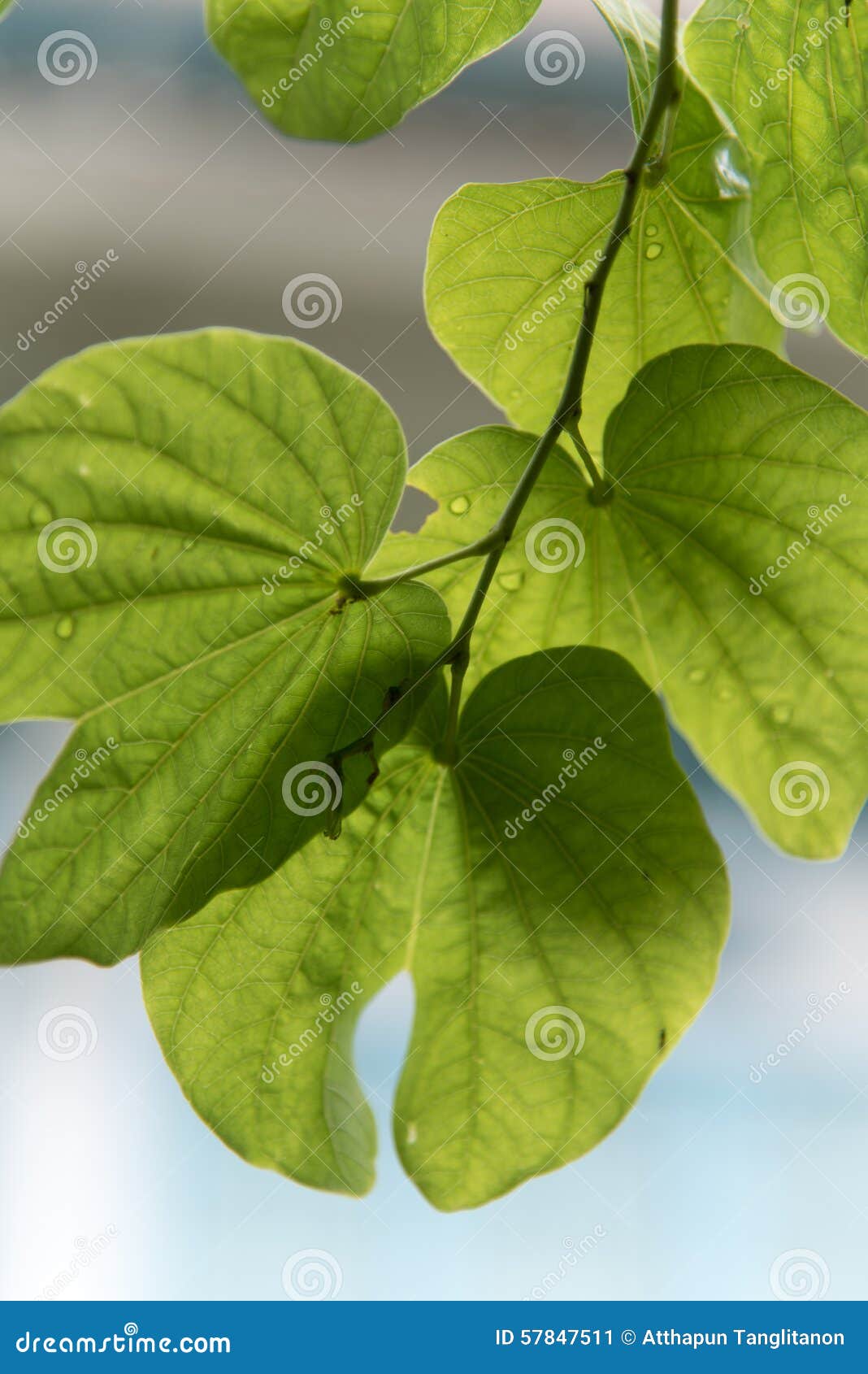 Green Leaf with Its Texture and Fresh Feeling Stock Image - Image of ...