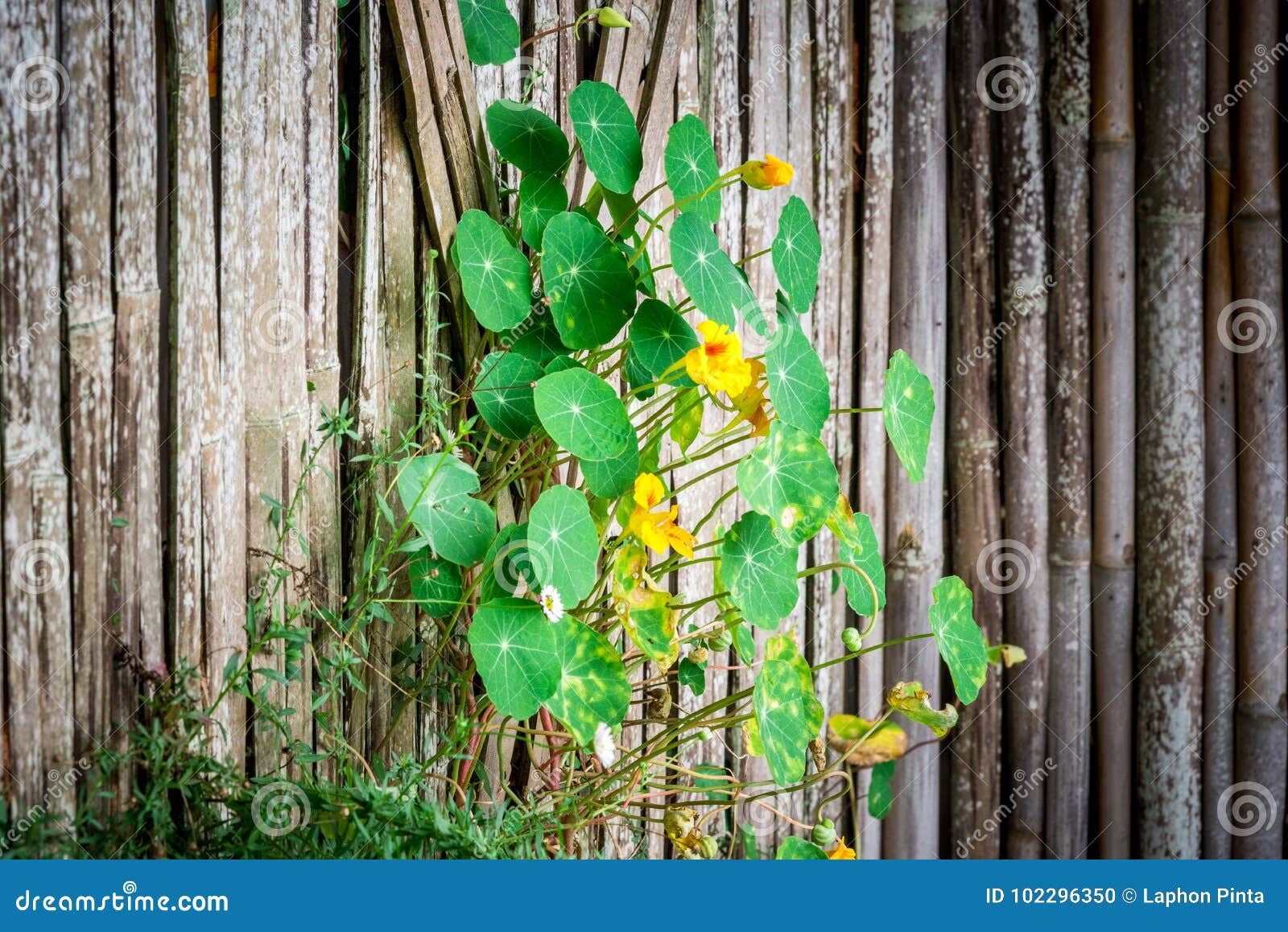 Green Leaf Ivy and Yellow Flower Stock Photo - Image of leaf, vine ...