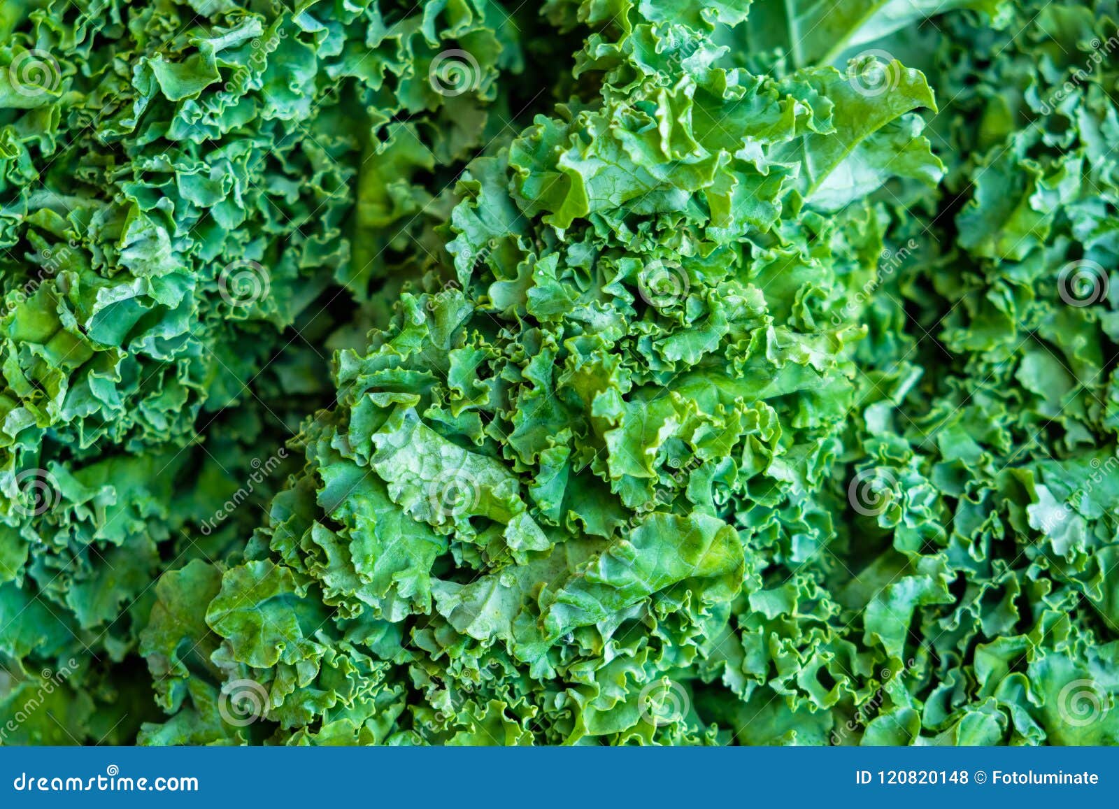Green leaf kale stock photo. Image of plant, diet, leafy - 120820148