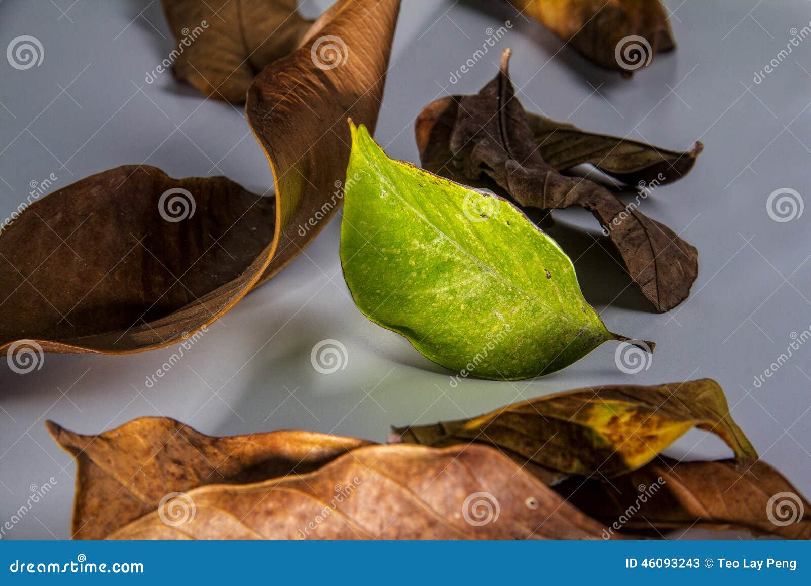 Green leaf with languish stock image. Image of leaves - 46093243