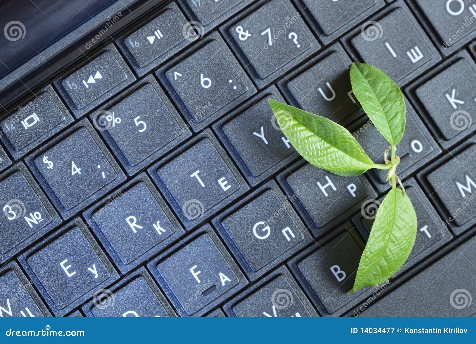 Green Leaf on Laptop stock image. Image of computer, leaf - 14034477