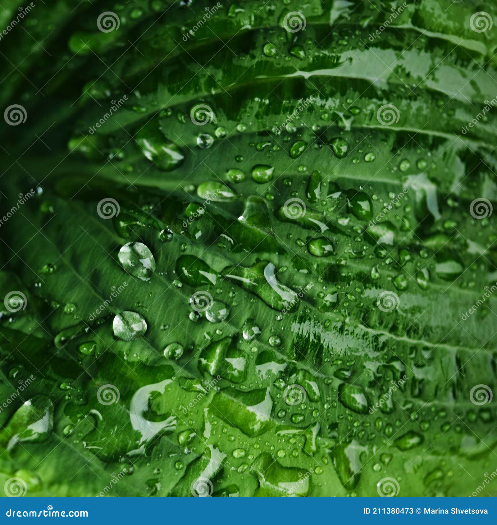 Green Leaf in Large Drops of Rain. Natural Spring Background, Soft ...