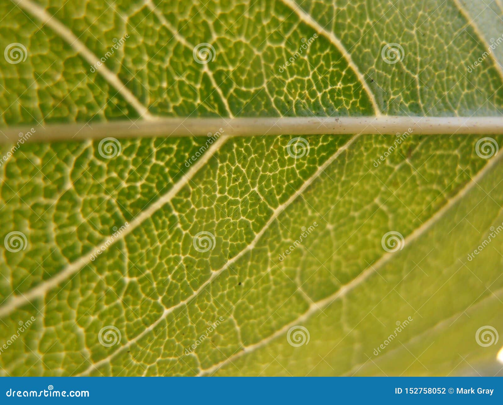 Leaf Up Close stock photo. Image of leaf, cells, close - 152758052