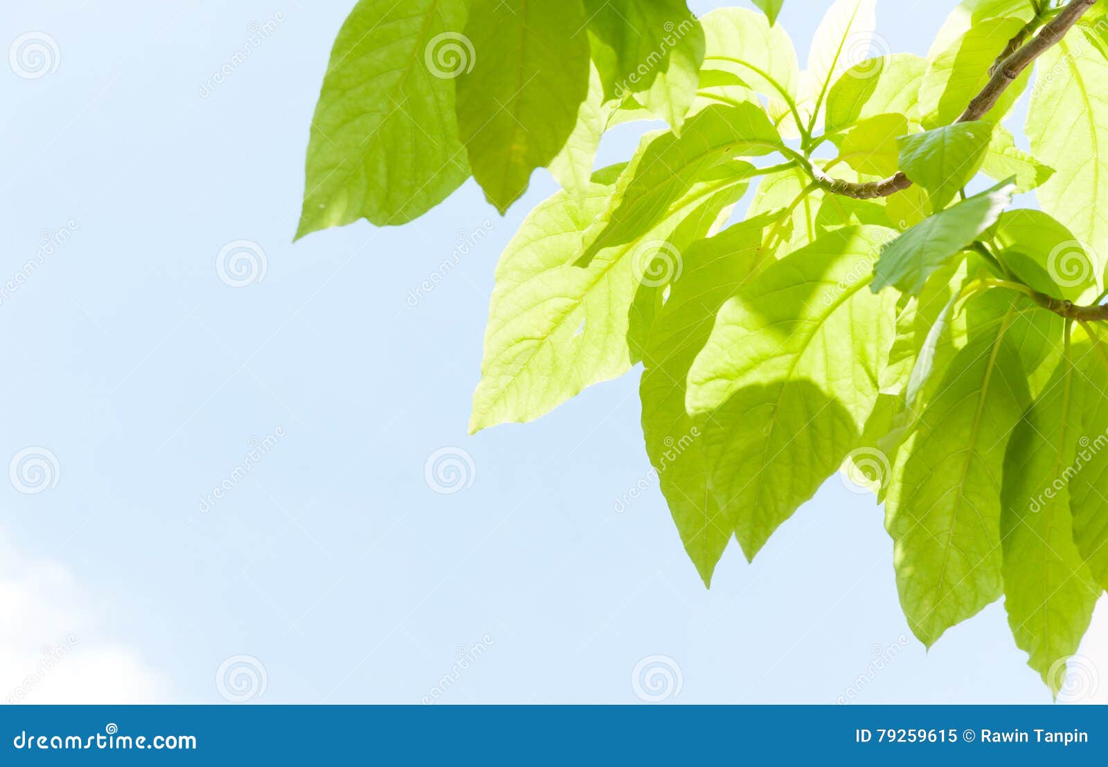 Green Leaf Leaves Budding in the Spring for Background Stock Image ...