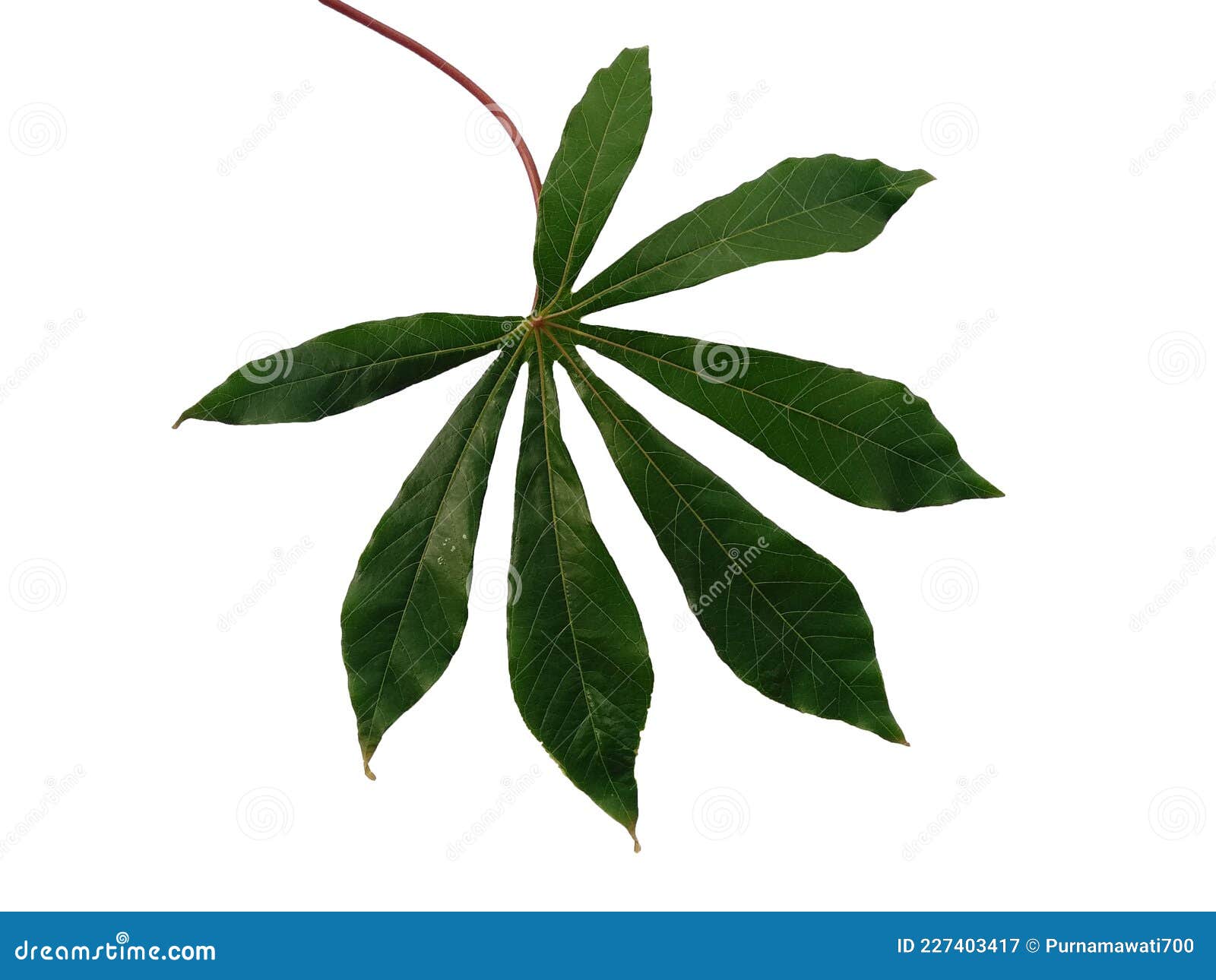 Background Of Cassava Tree Leaves Royalty-Free Stock Image ...