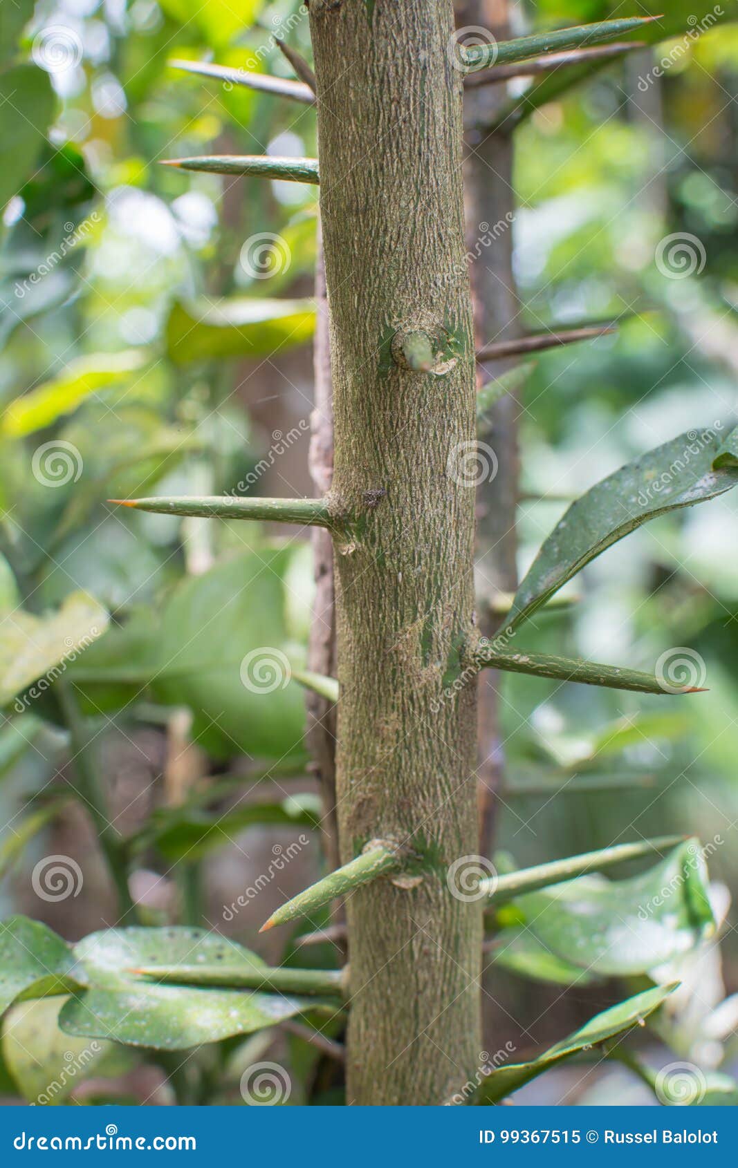 Lemon single tree stock image. Image of tree, lemon, leaf - 99367515