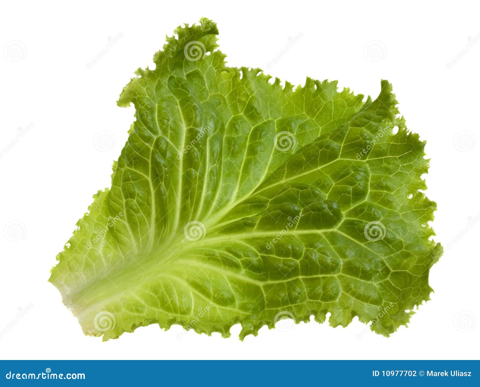 Green leaf of lettuce stock photo. Image of isolated - 10977702