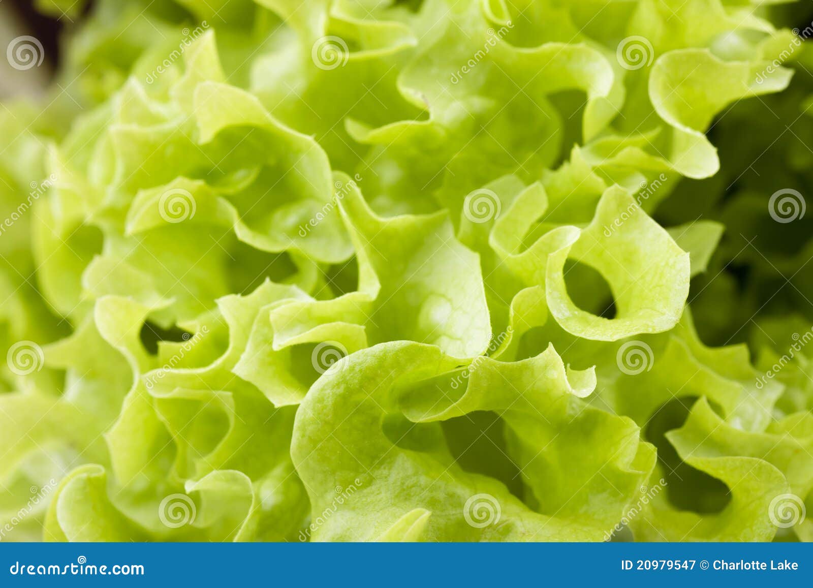 Green Leaf Lettuce stock image. Image of closeup, organic - 20979547