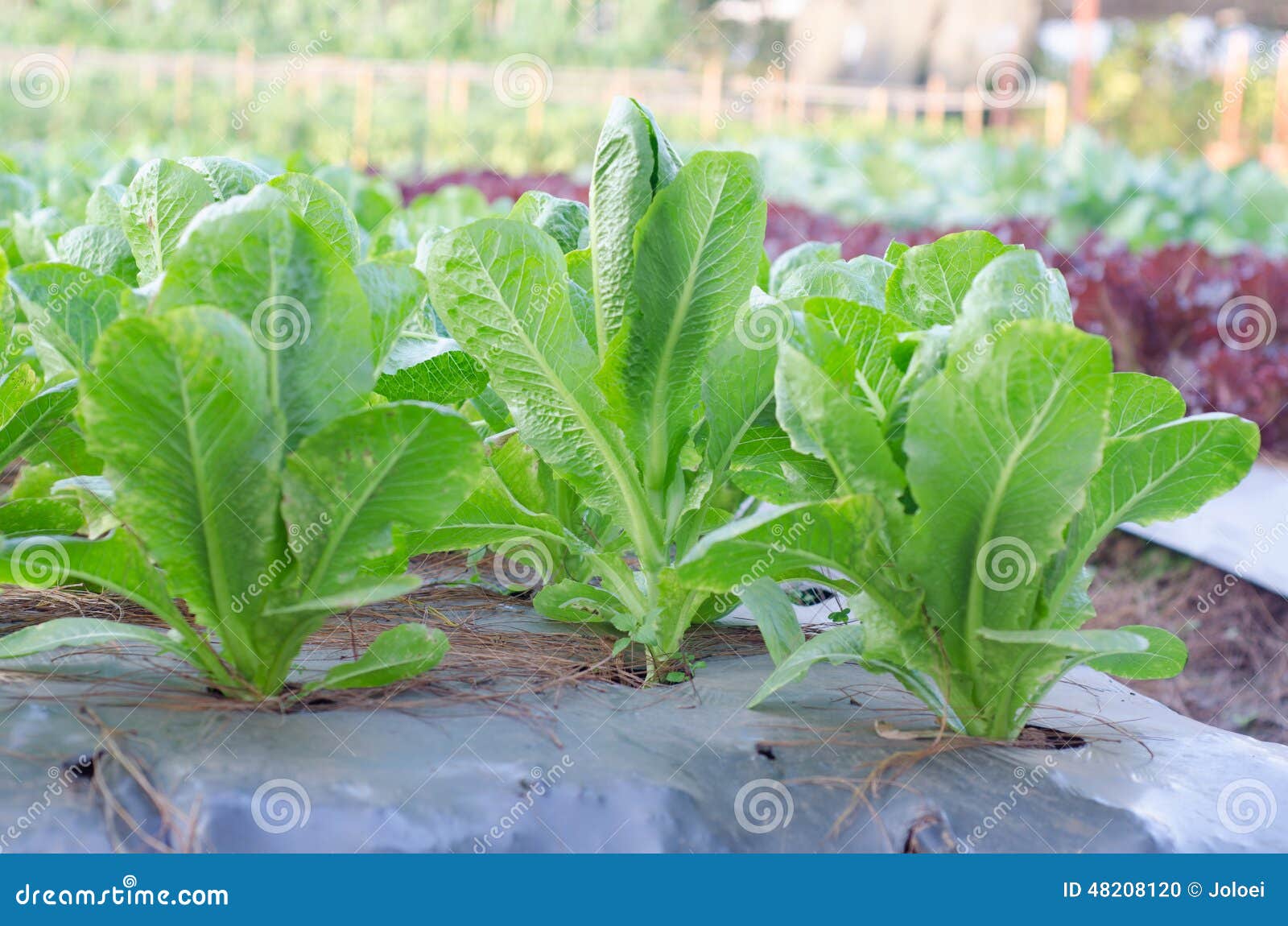 Green leaf lettuce crops stock photo. Image of growing - 48208120