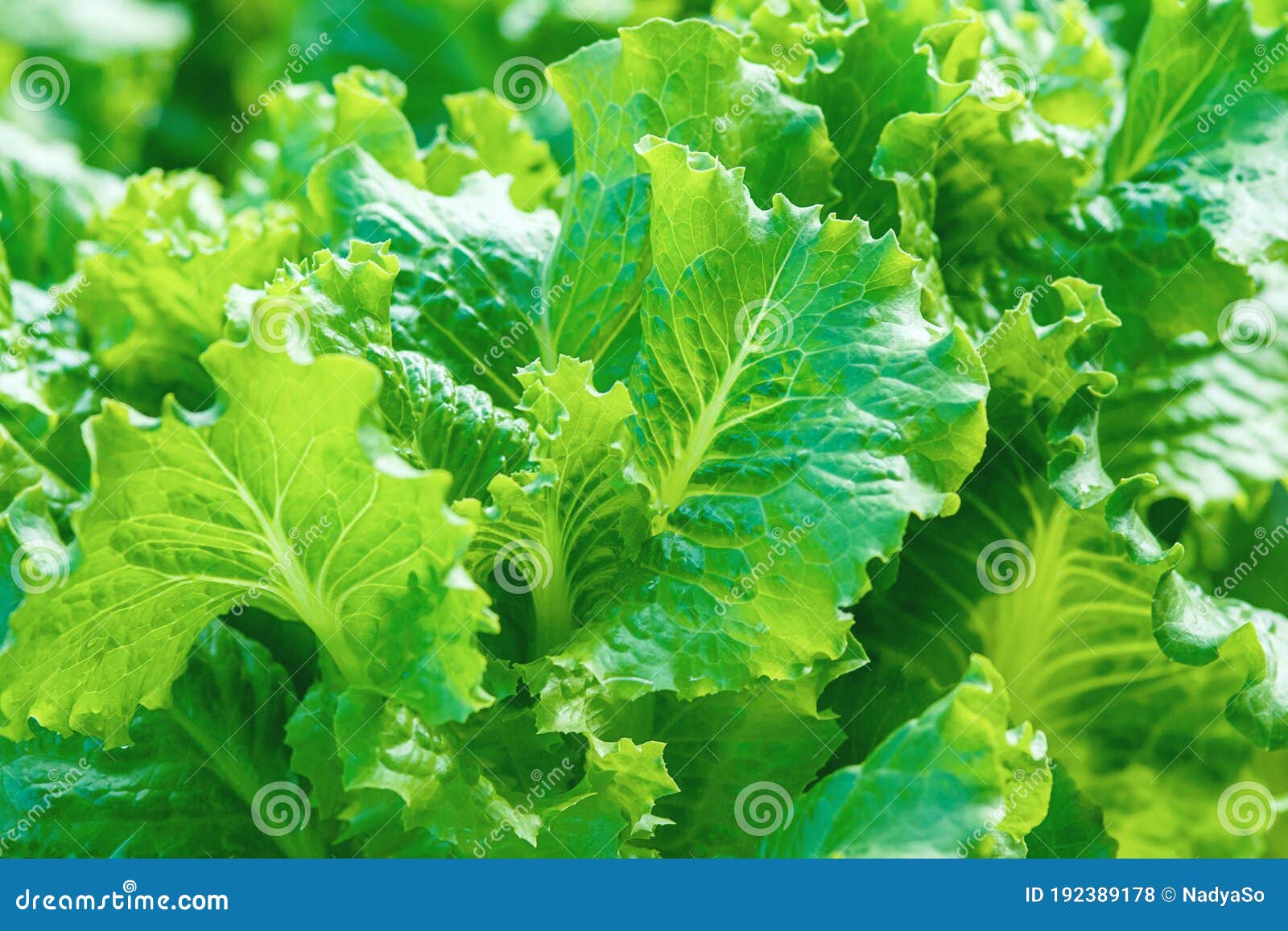 Green Leaf Lettuce Growing in Vegetable Garden on Sunny Day Stock Photo ...