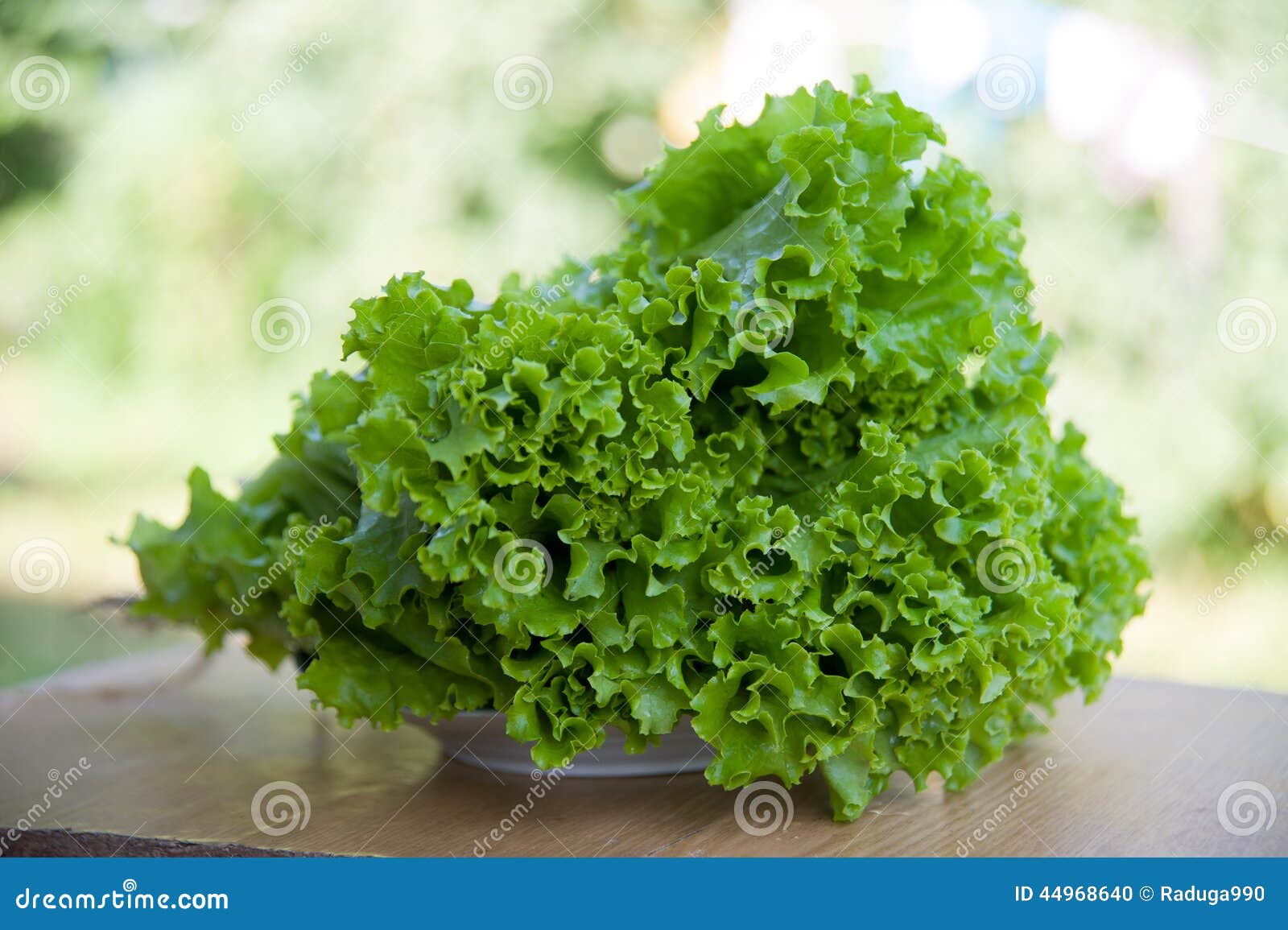Green leaf lettuce stock photo. Image of lettuce, close - 44968640