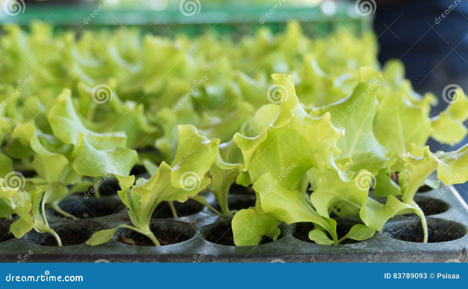 Green Leaf Lettuce Seedling in the Vegetable Plot Stock Image - Image ...