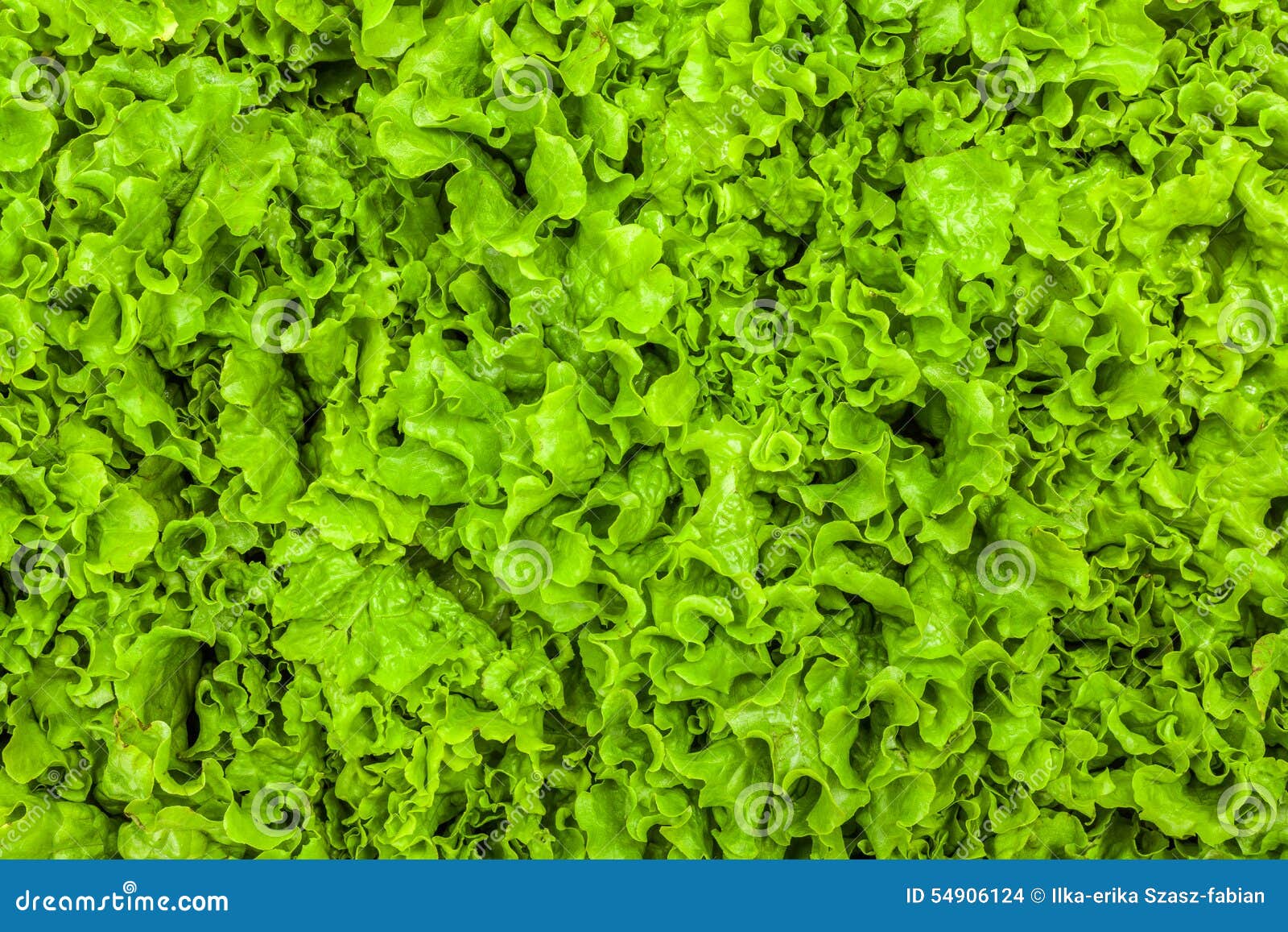 Green leaf lettuce texture stock photo. Image of crop - 54906124