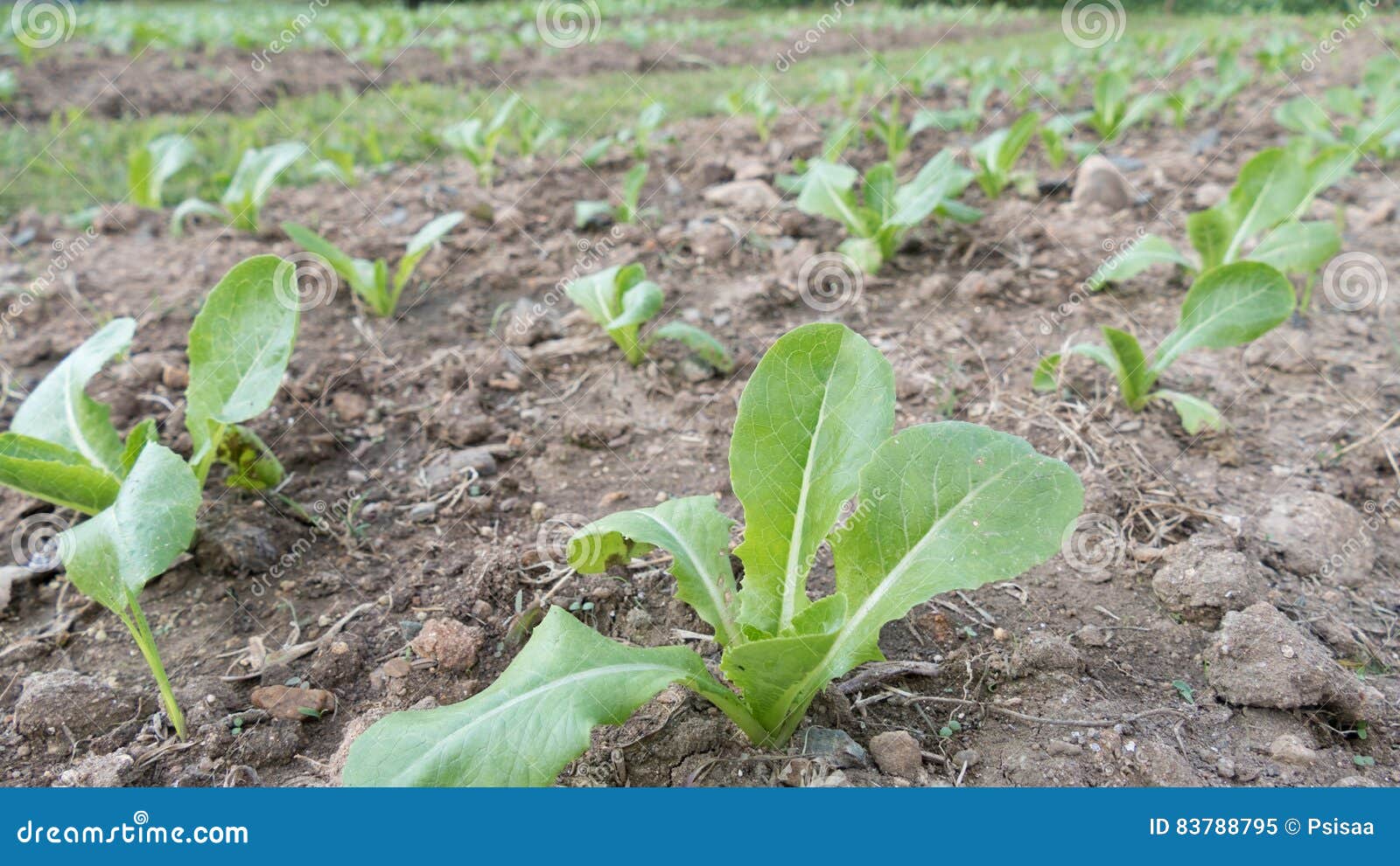 Green Leaf Lettuce in the Vegetable Plot Stock Image - Image of plot ...