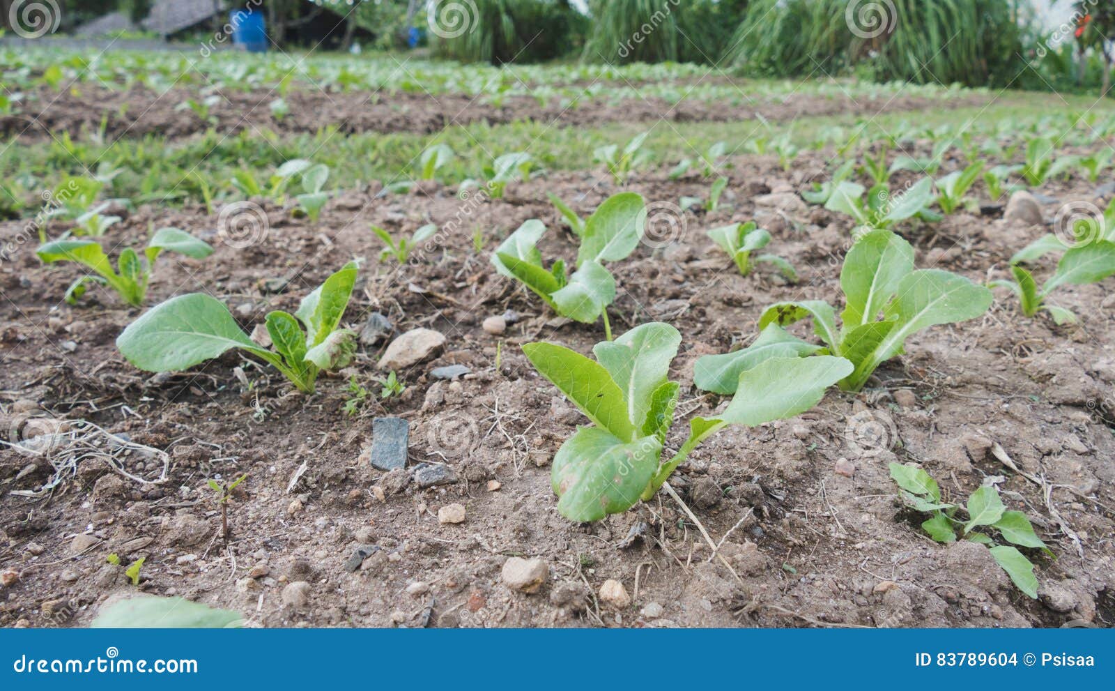 Green Leaf Lettuce in the Vegetable Plot Stock Photo - Image of growth ...