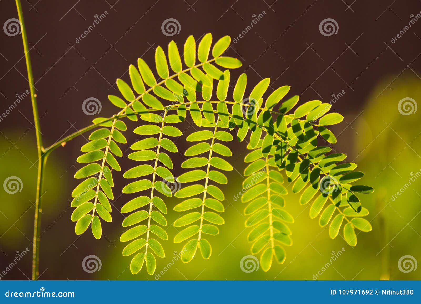 Lpil, Lead Tree. (Leucaena Leucocephala De Wit.) Stock Image ...