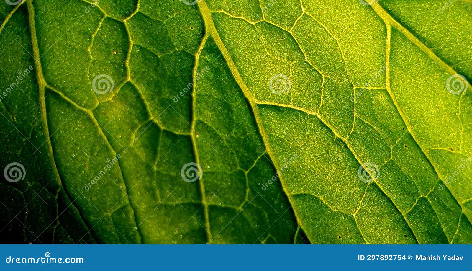 Green Leaf Life Detailed Picture Stock Photo - Image of detailed, leaf ...