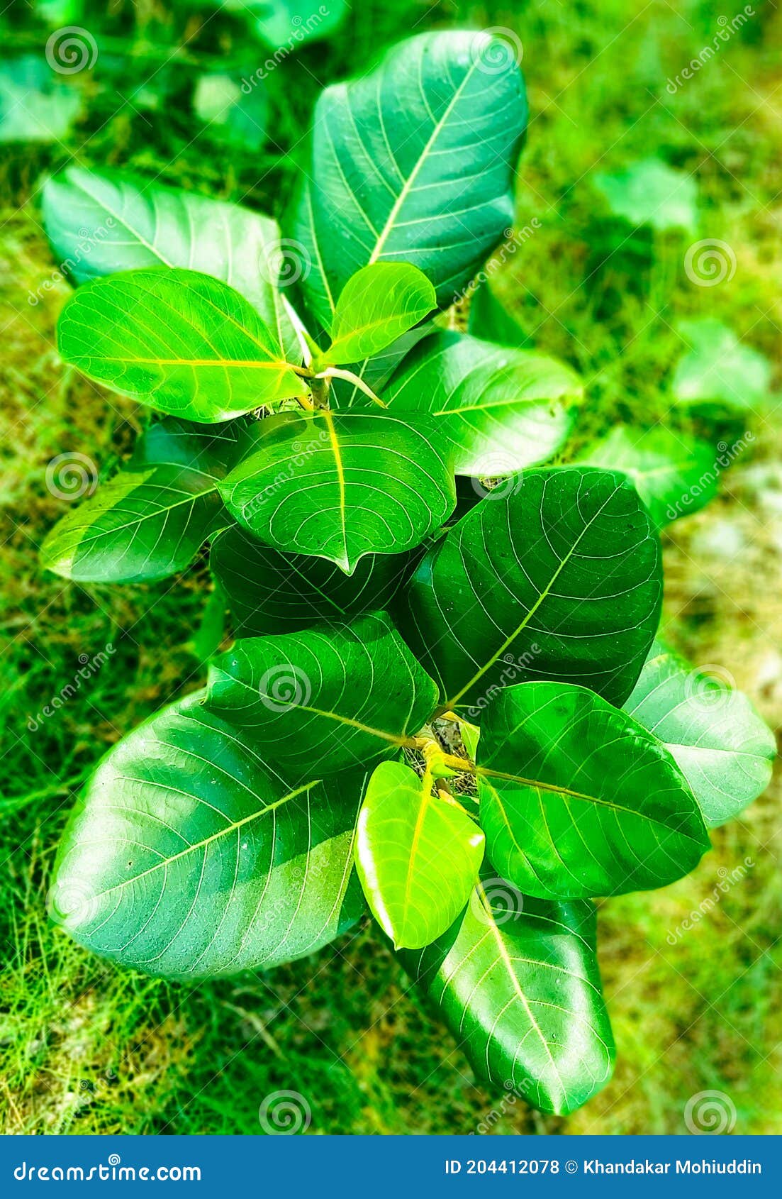 Leaf Of Life. Plant, Bryophyllum Daigremontianum. Royalty-Free Stock ...