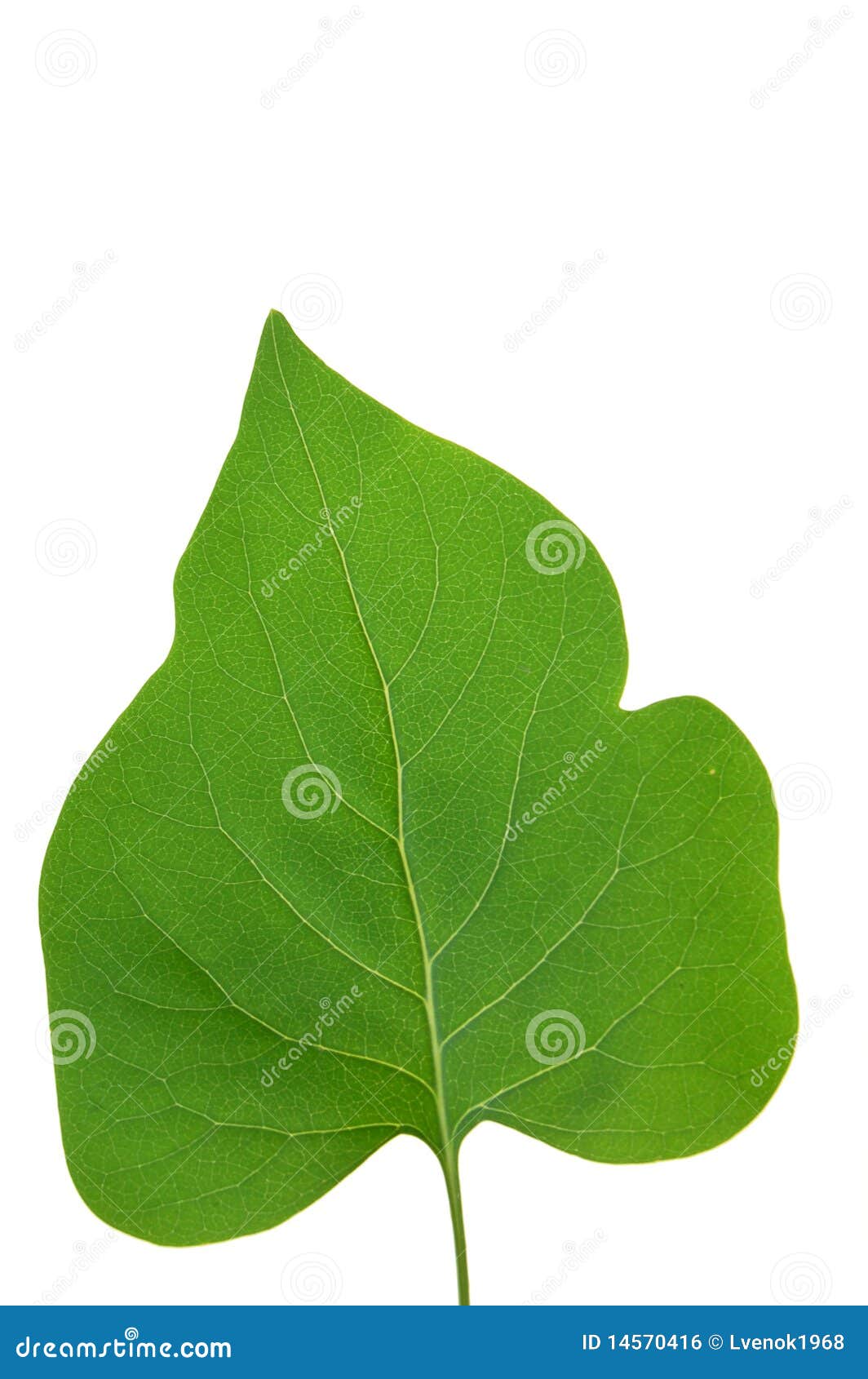 Green Leaf of Lilac . Design Element Stock Photo - Image of green ...
