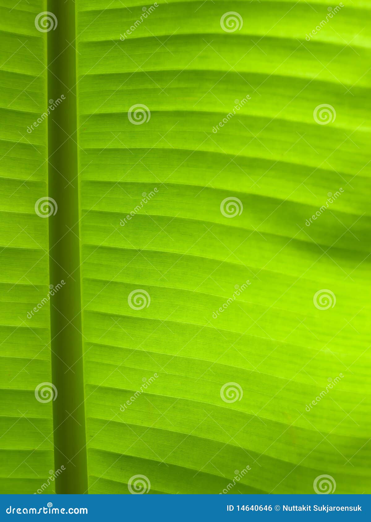 Green leaf line stock photo. Image of banana, natural - 14640646
