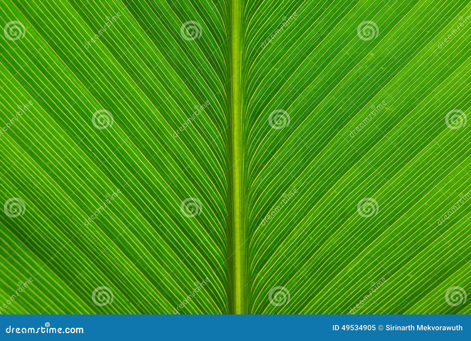 Green leaf line stock image. Image of ecological, green - 49534905