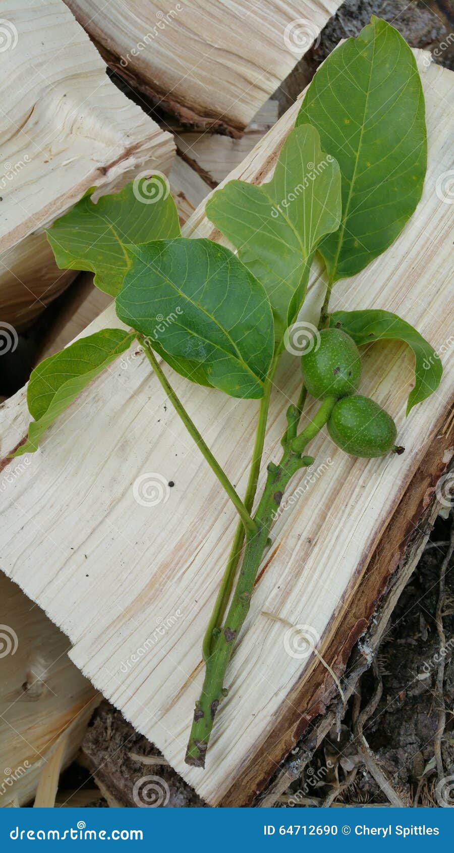 Green leaf on log stock photo. Image of walnut, twig - 64712690