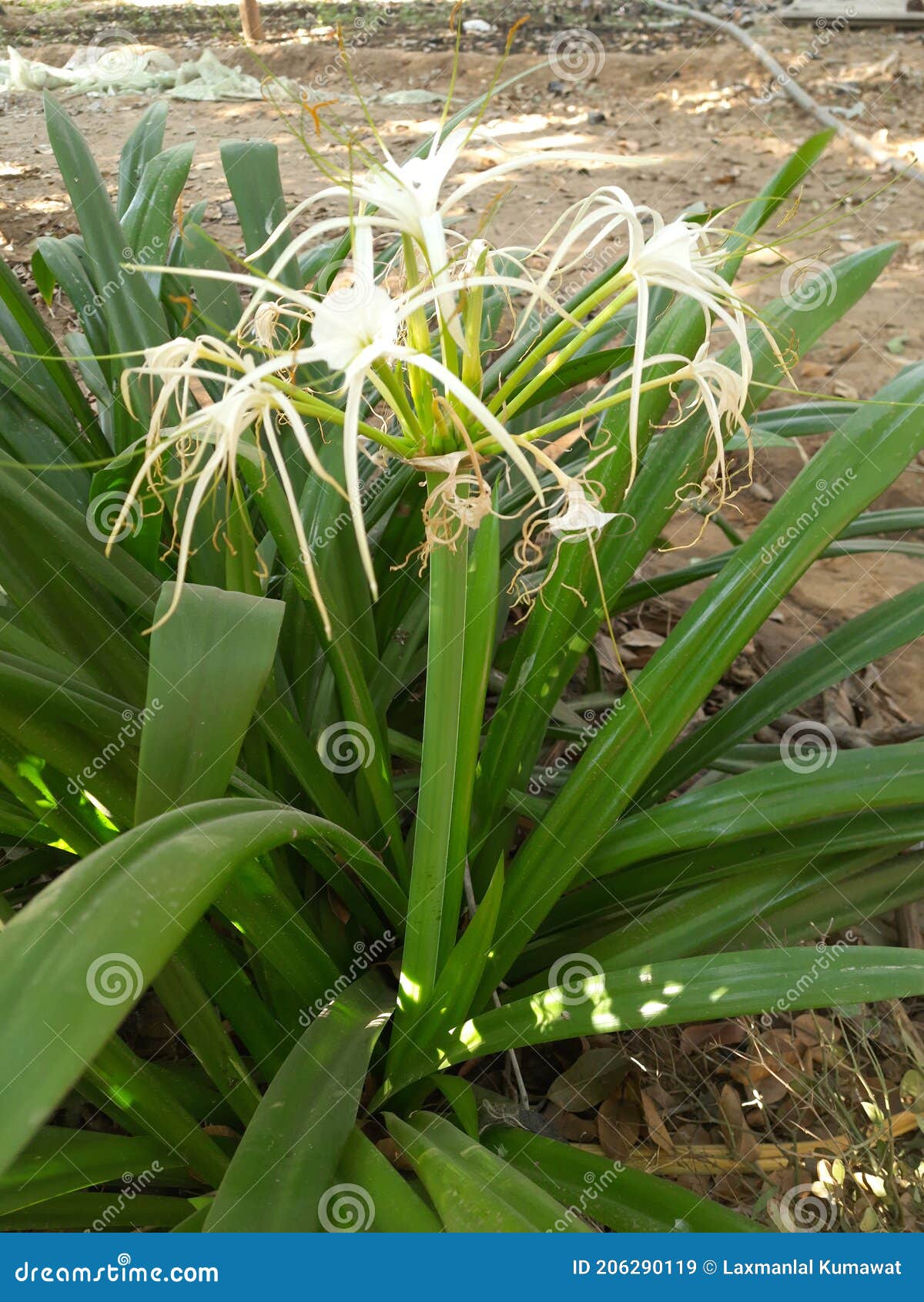 Green Leaf Long Plant.White Flower Stock Image - Image of nature, long ...