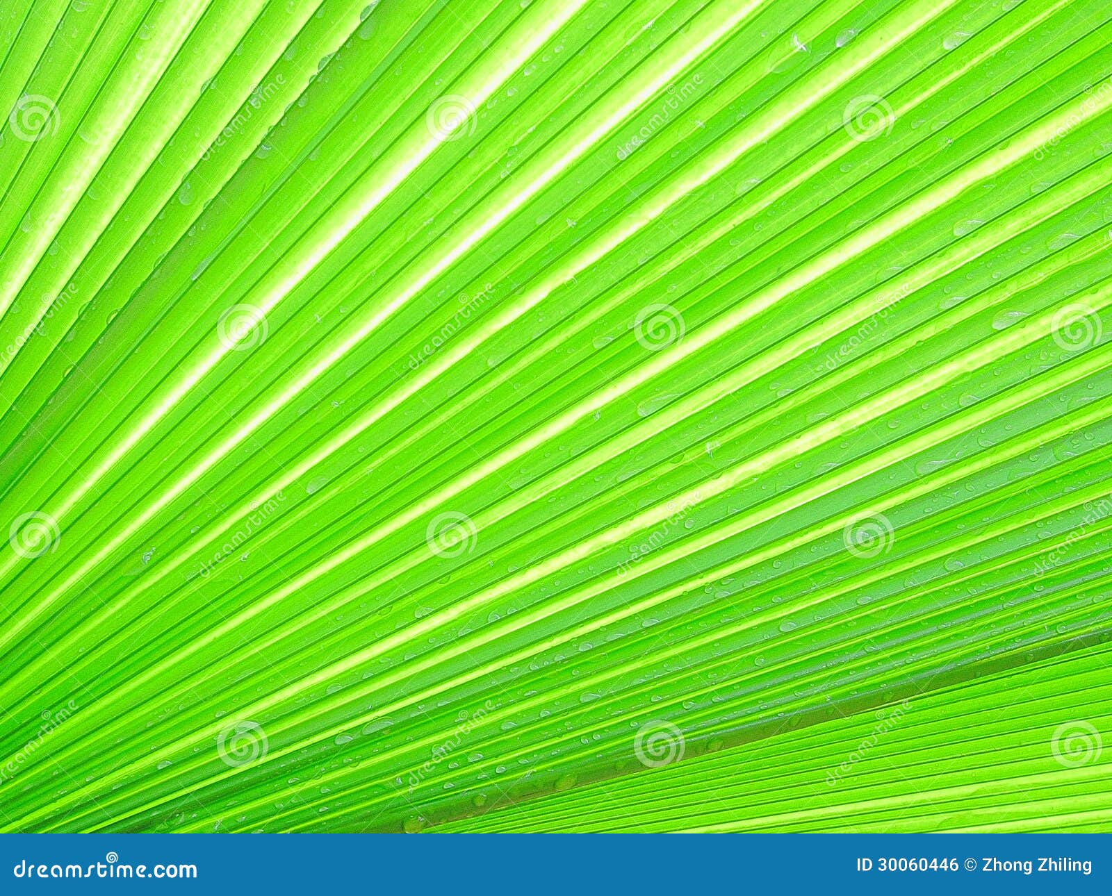Green leaf stock photo. Image of drop, active, leaf, young - 30060446