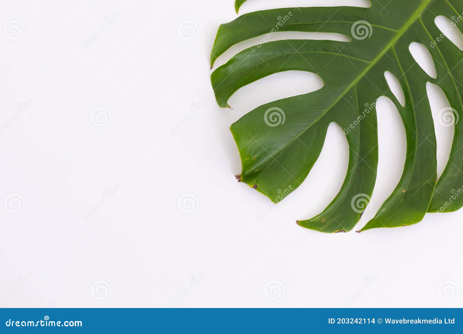 479 Leaf No Background Side Stock Photos - Free & Royalty-Free Stock ...