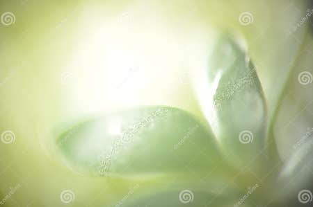 Green leaf macro stock photo. Image of garden, light - 11387576