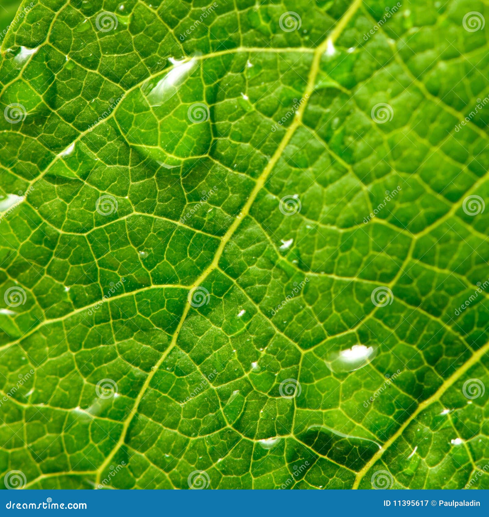 Green leaf macro stock image. Image of freshness, backdrop - 11395617