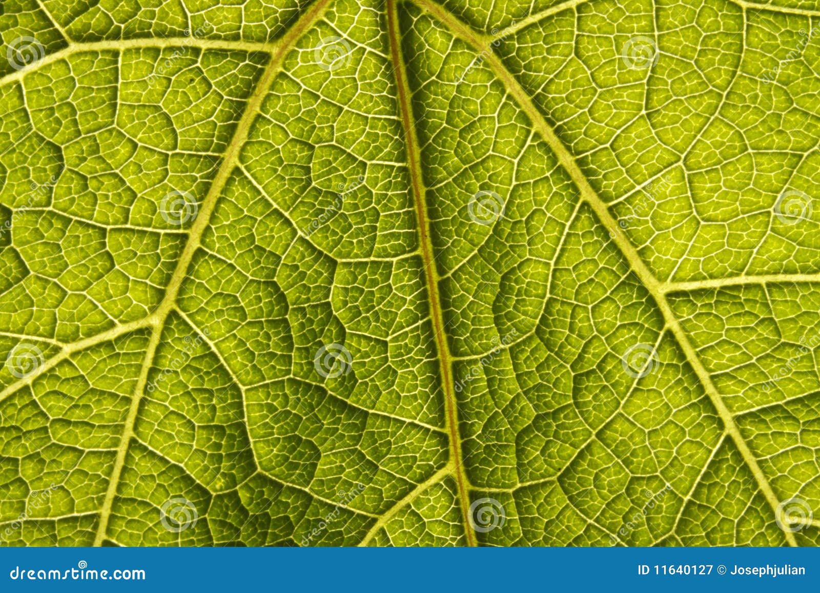 Green Leaf Macro stock image. Image of green, macro, organic - 11640127