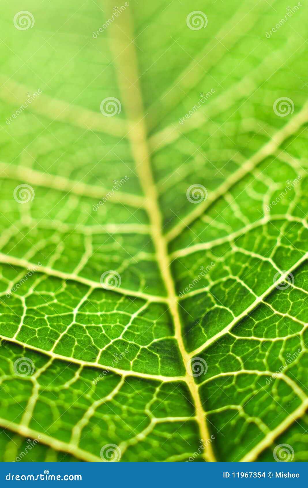 Green leaf macro stock photo. Image of photosynthesis - 11967354