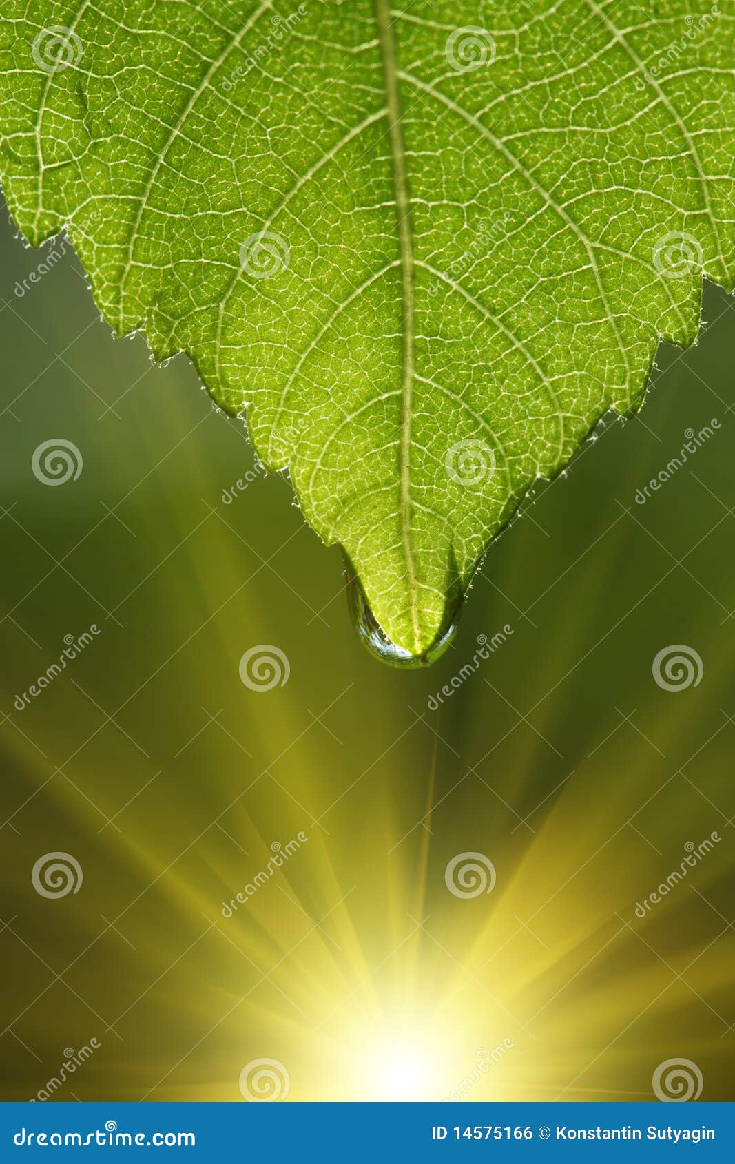 Green leaf macro stock photo. Image of freshness, foliage - 14575166