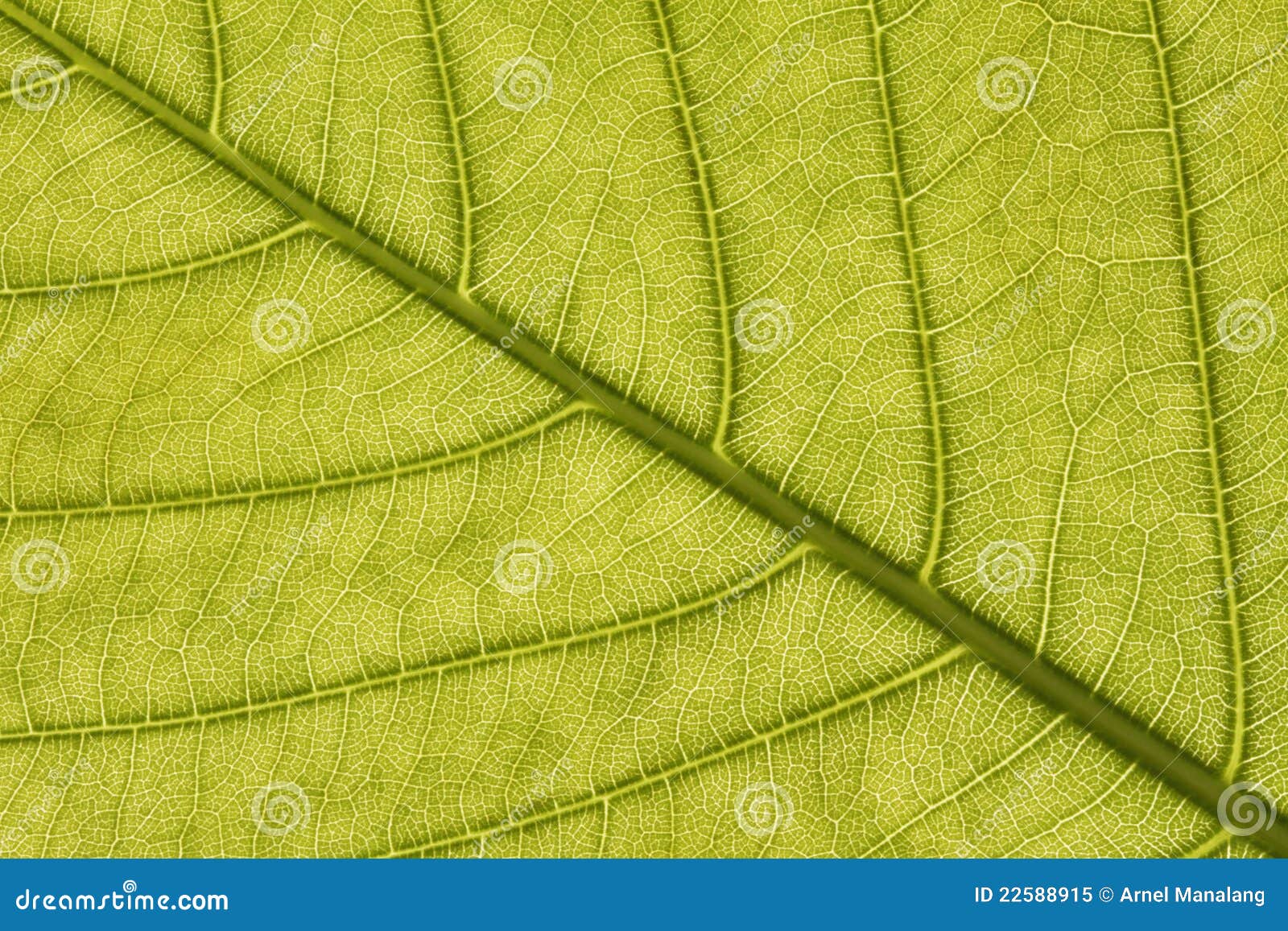 Green Leaf Macro stock image. Image of background, surface - 22588915