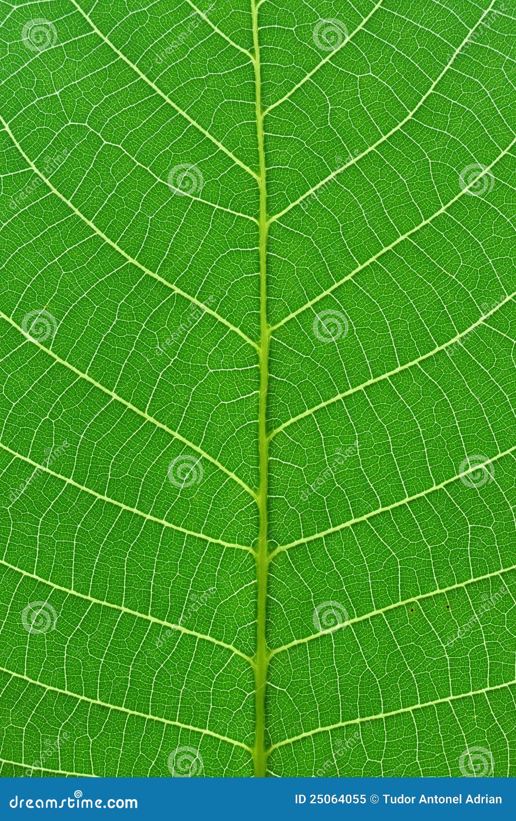 Green leaf macro stock image. Image of plant, nature - 25064055
