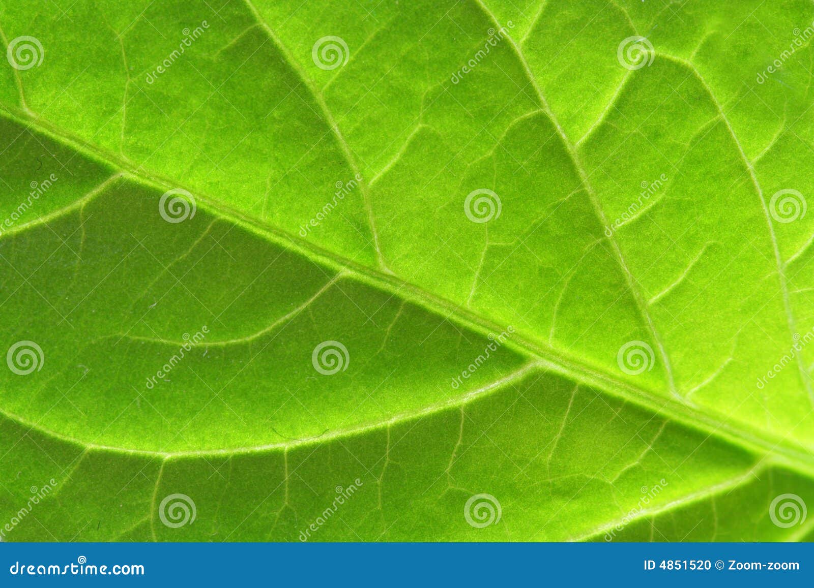 Green leaf macro stock photo. Image of vein, growth, close - 4851520