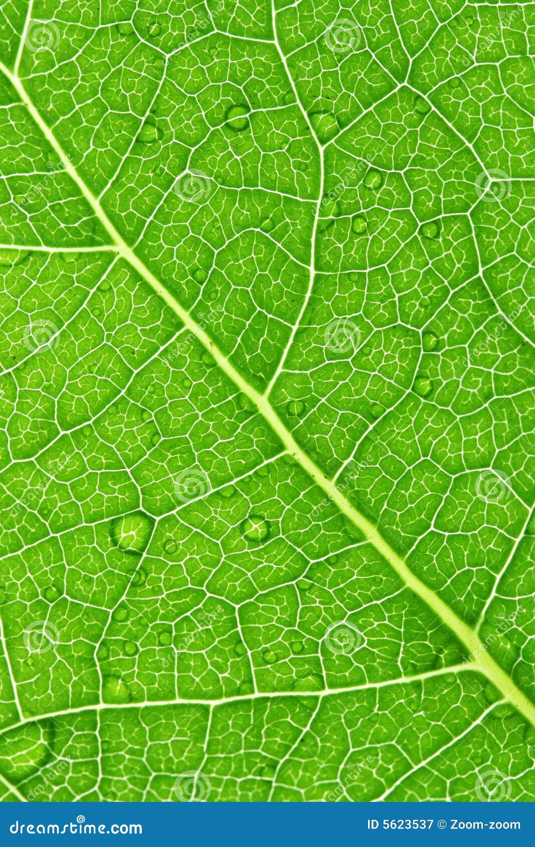 Green leaf macro stock image. Image of droplet, life, green - 5623537