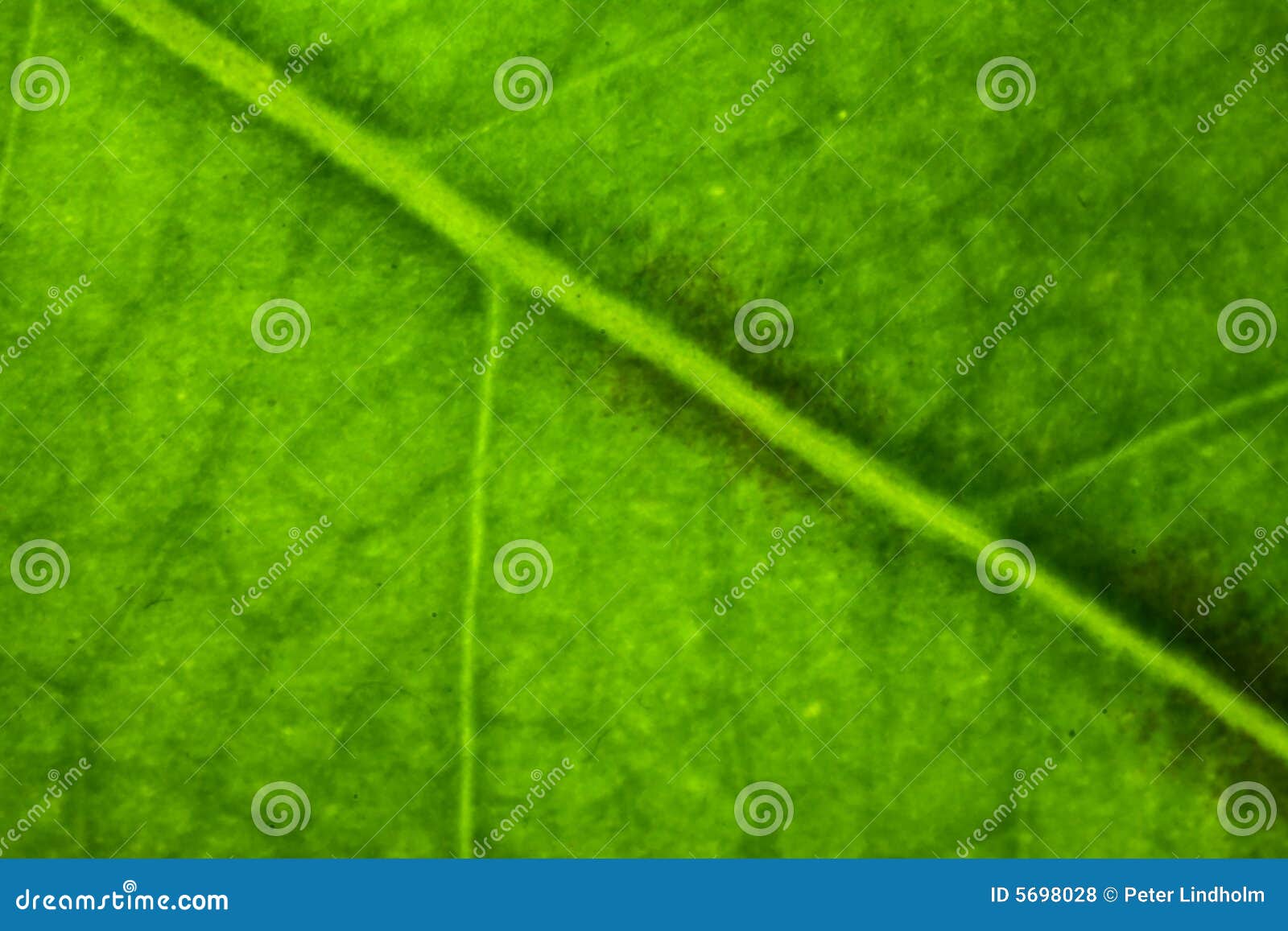 Green leaf macro stock photo. Image of color, leaf, close - 5698028