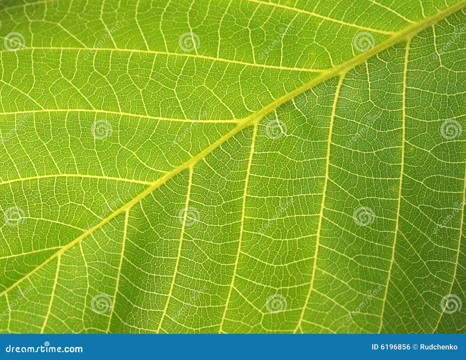 Green leaf. macro stock photo. Image of color, backdrop - 6196856