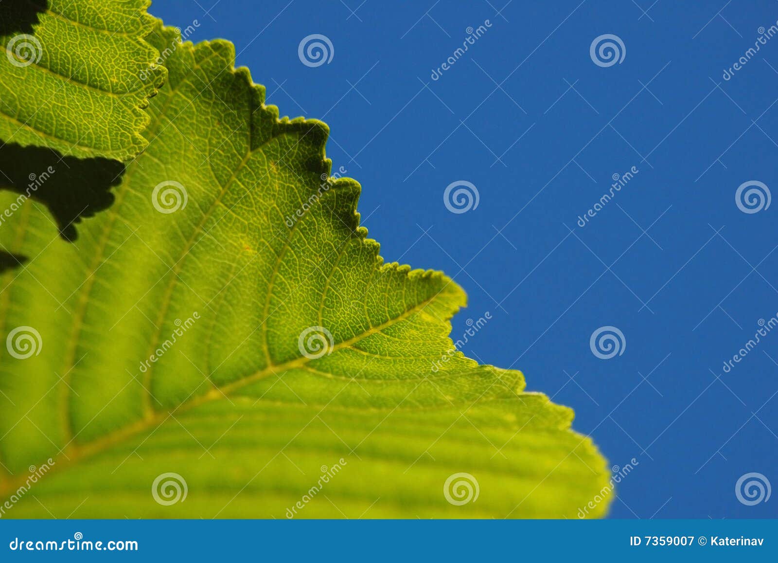 Green leaf macro stock image. Image of nature, macro, green - 7359007