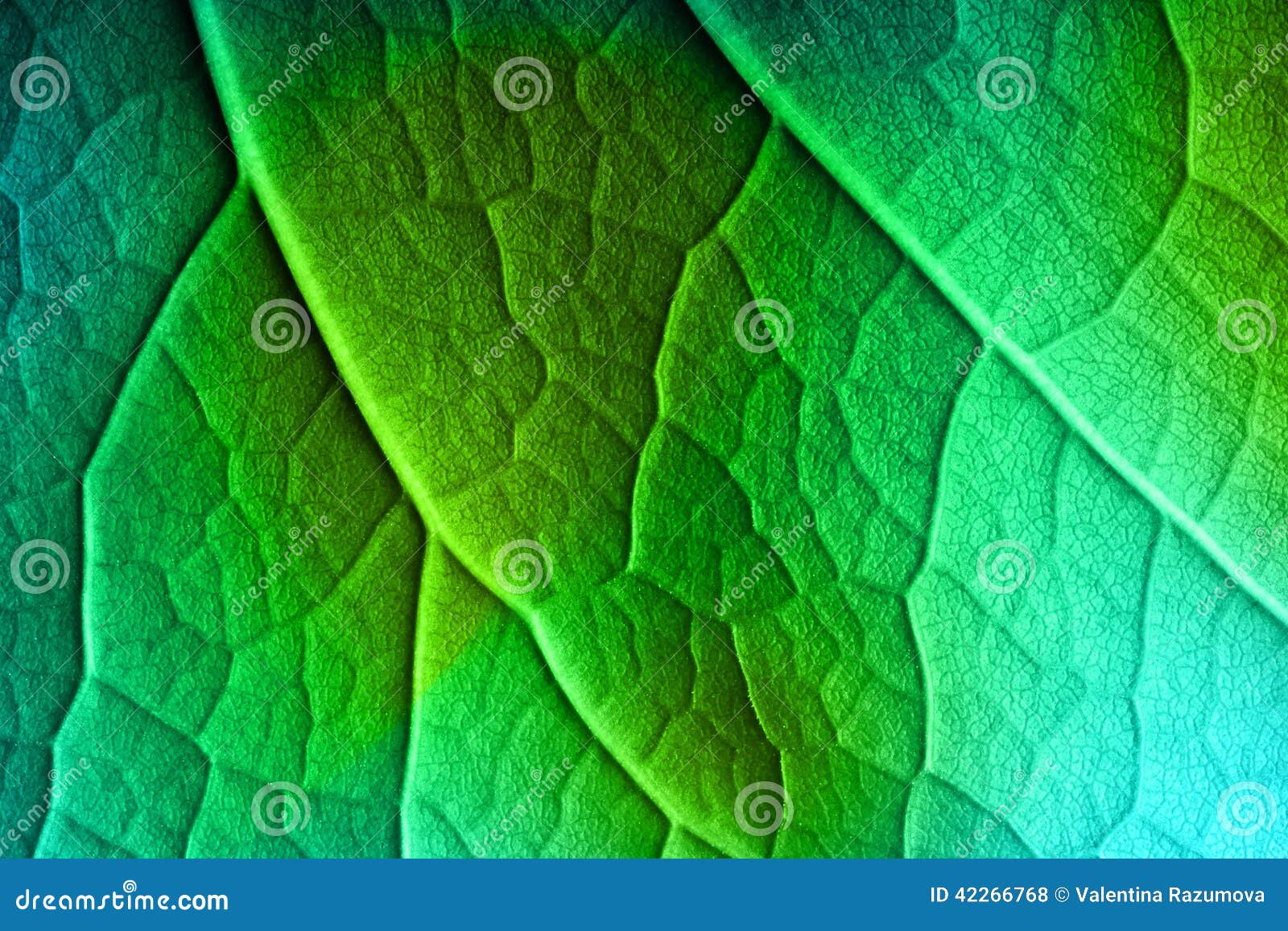 Green leaf macro stock photo. Image of background, biology - 42266768
