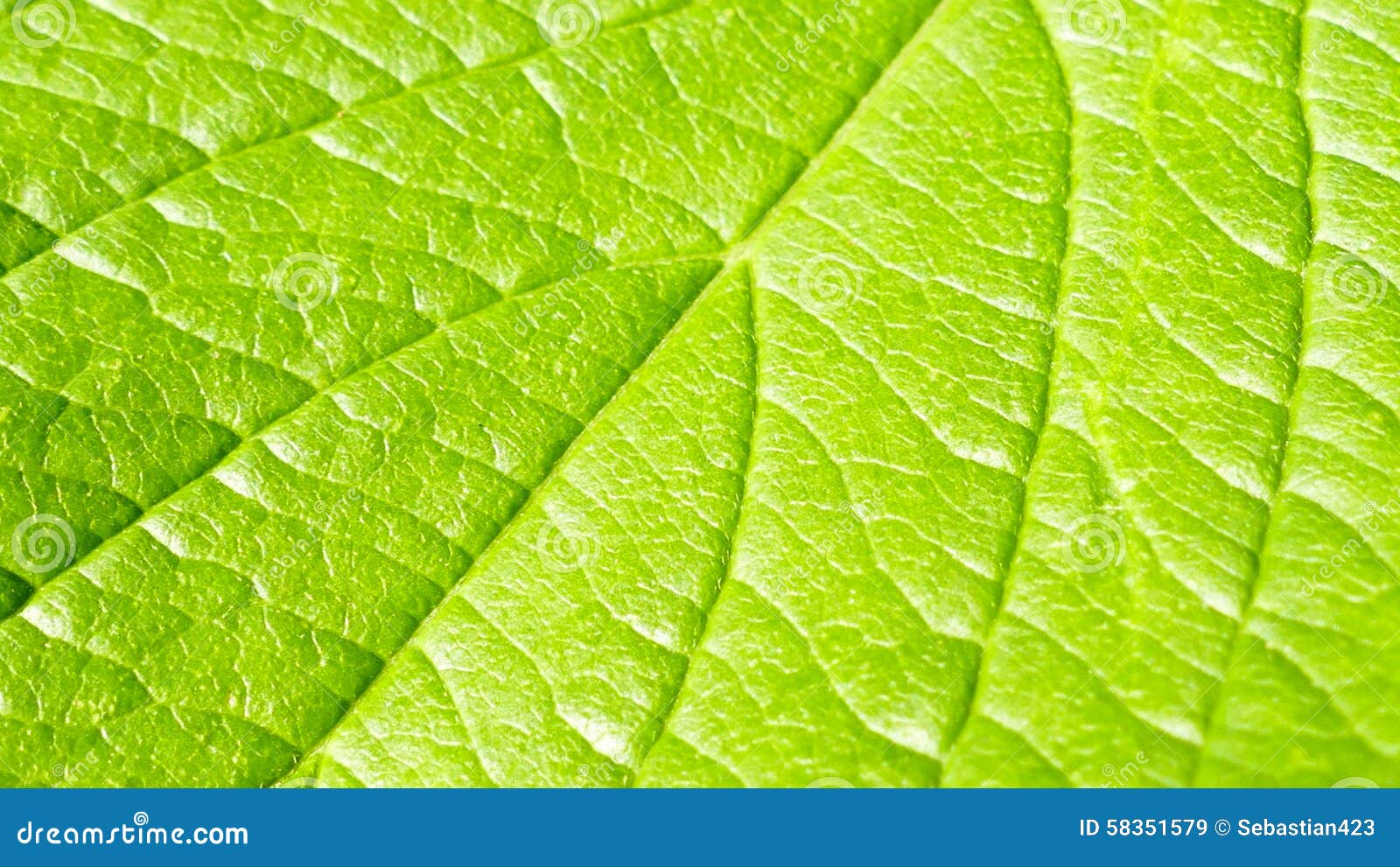 Green Leaf Macro Background Stock Image - Image of leaf, detailed: 58351579