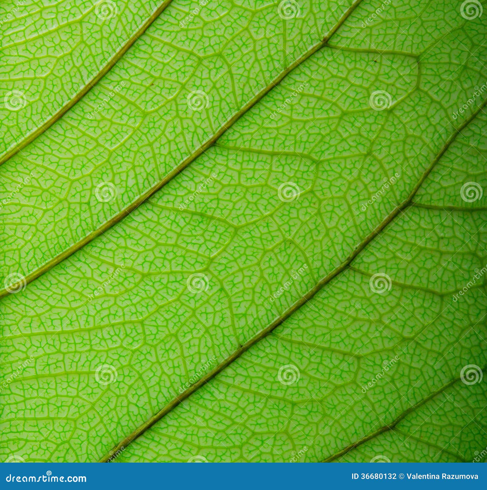 Green leaf macro stock photo. Image of garden, color - 36680132