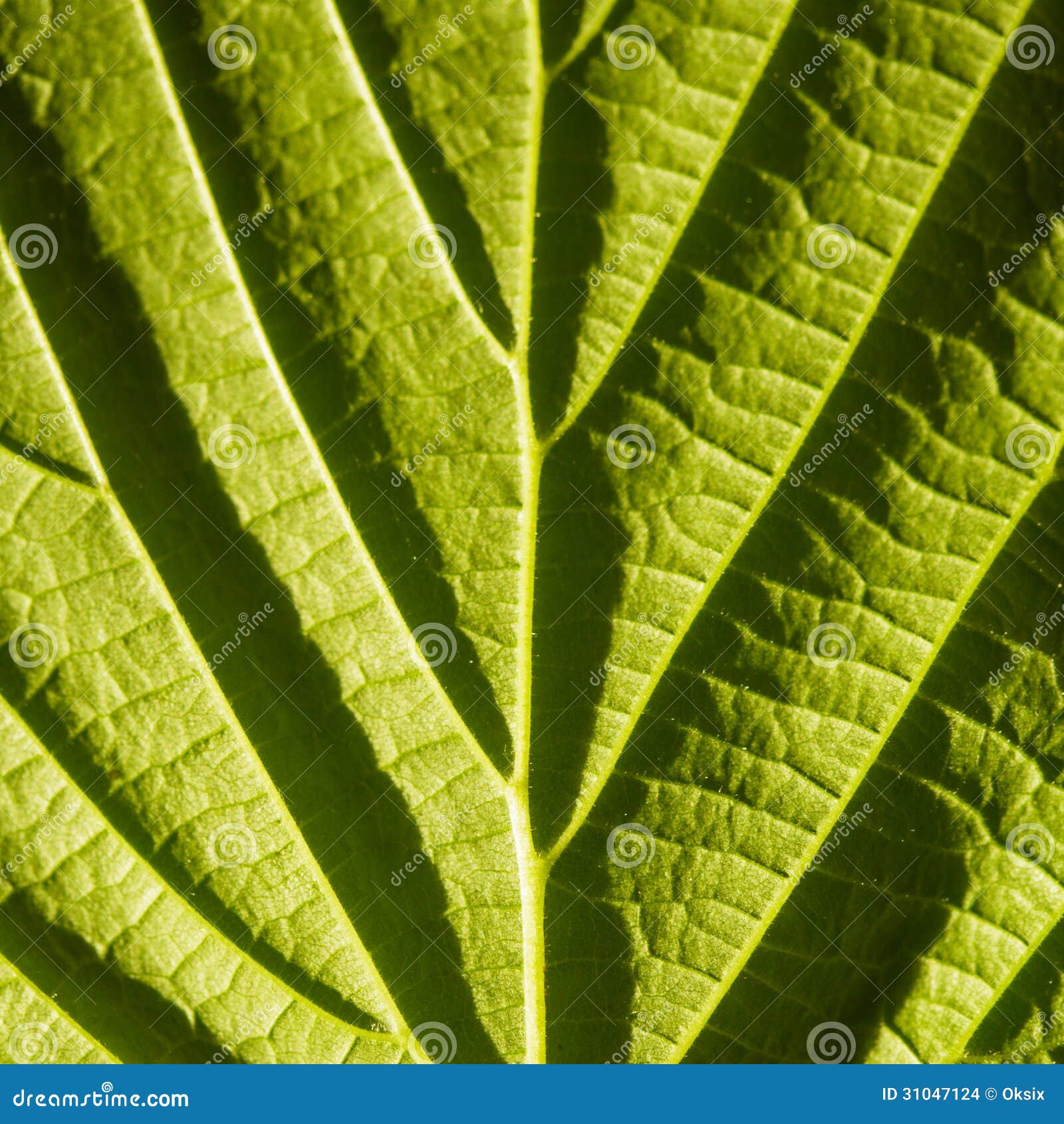 Green leaf macro stock photo. Image of green, intricacy - 31047124