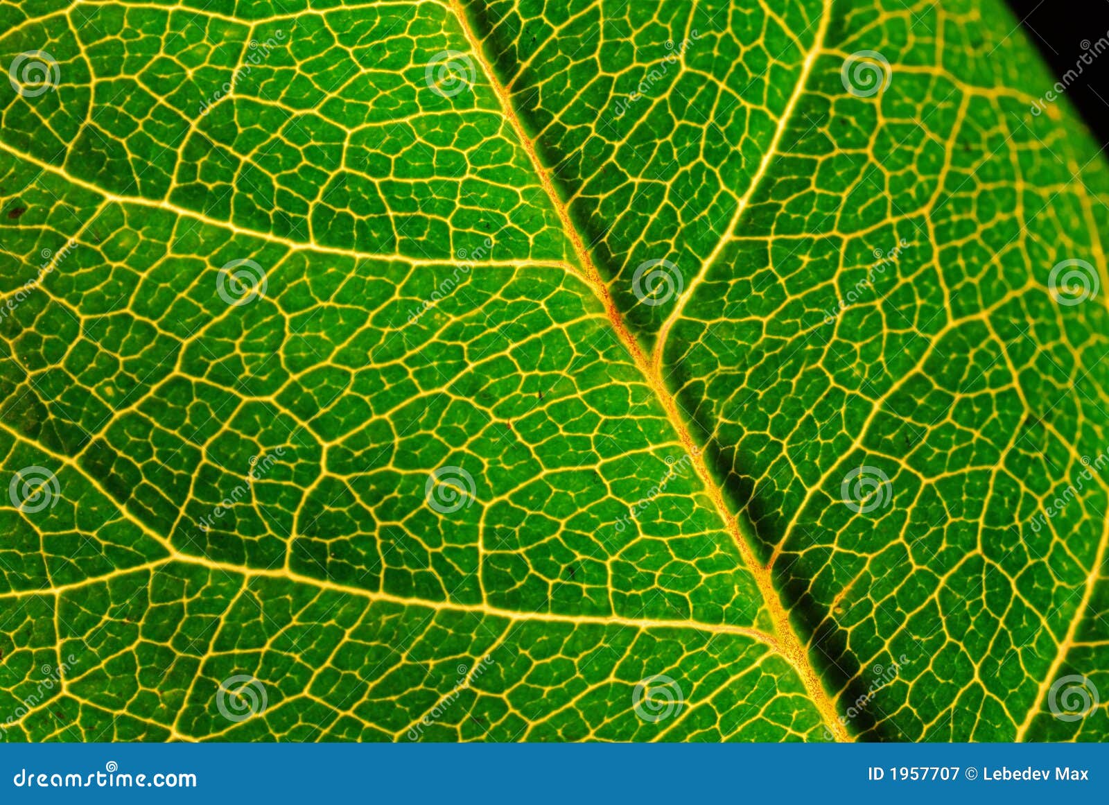 Green Leaf Macro, Detail Veining Stock Image - Image of environment ...