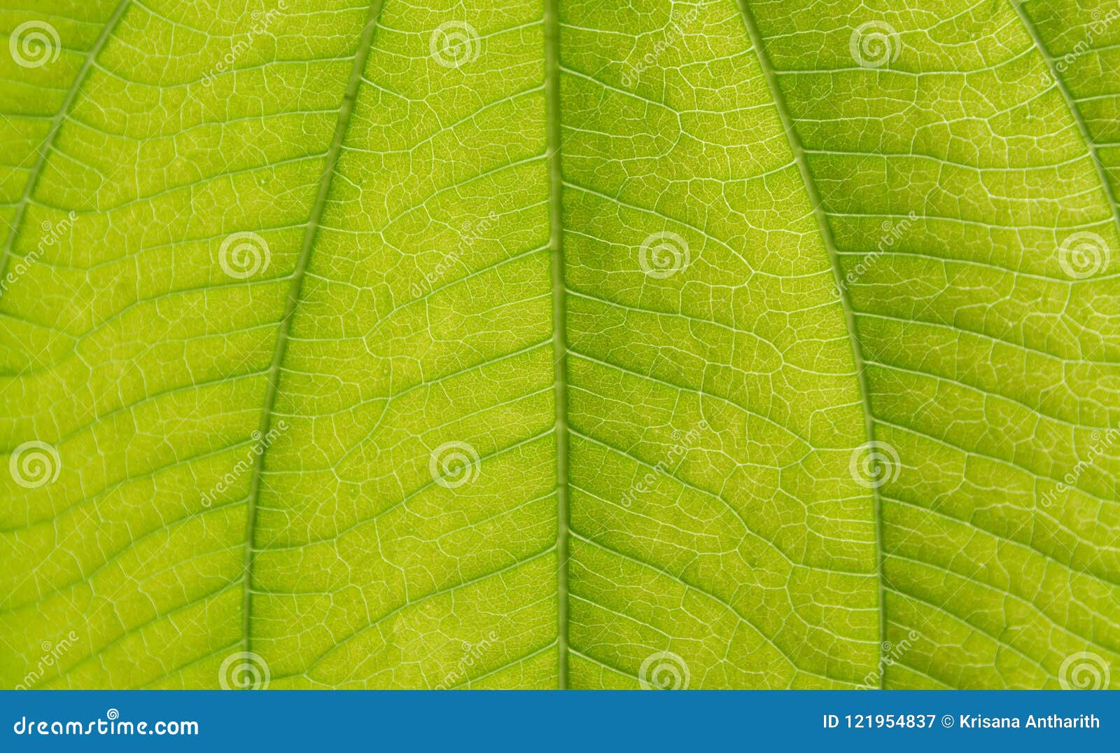 Green Leaf Macro, Green Fresh Plants Close Up for Background Stock ...