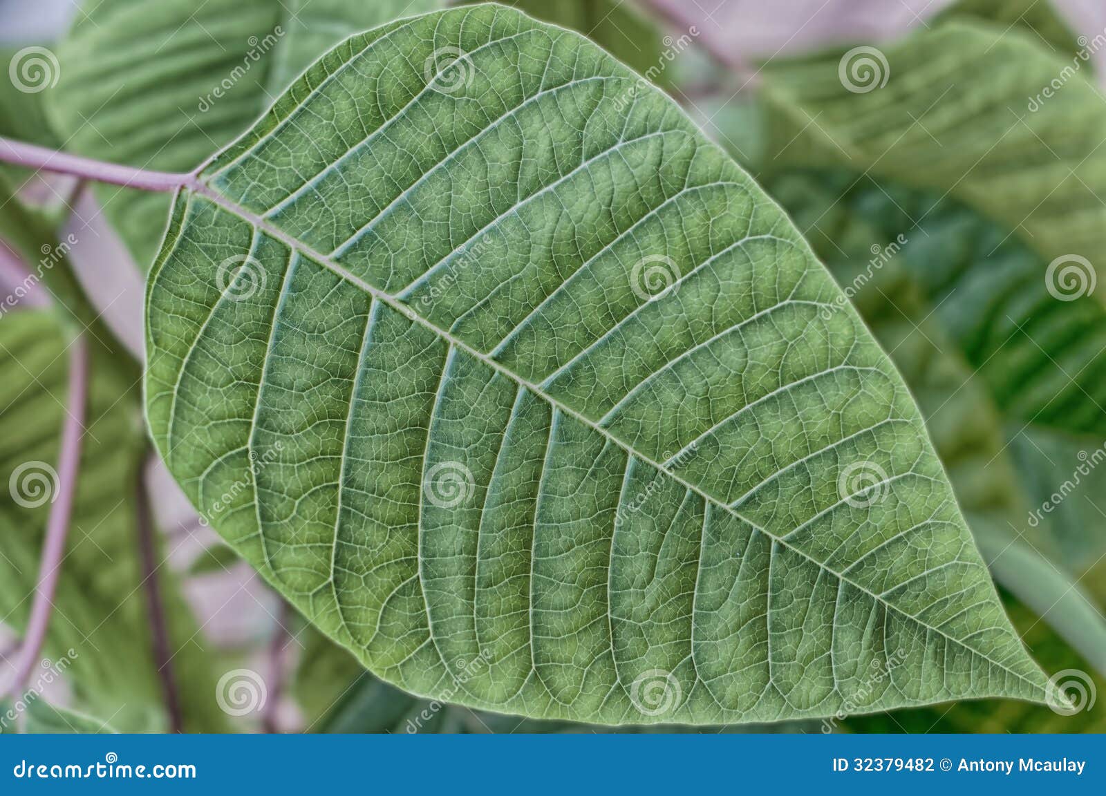 Green Leaf Macro stock photo. Image of biology, leaf - 32379482
