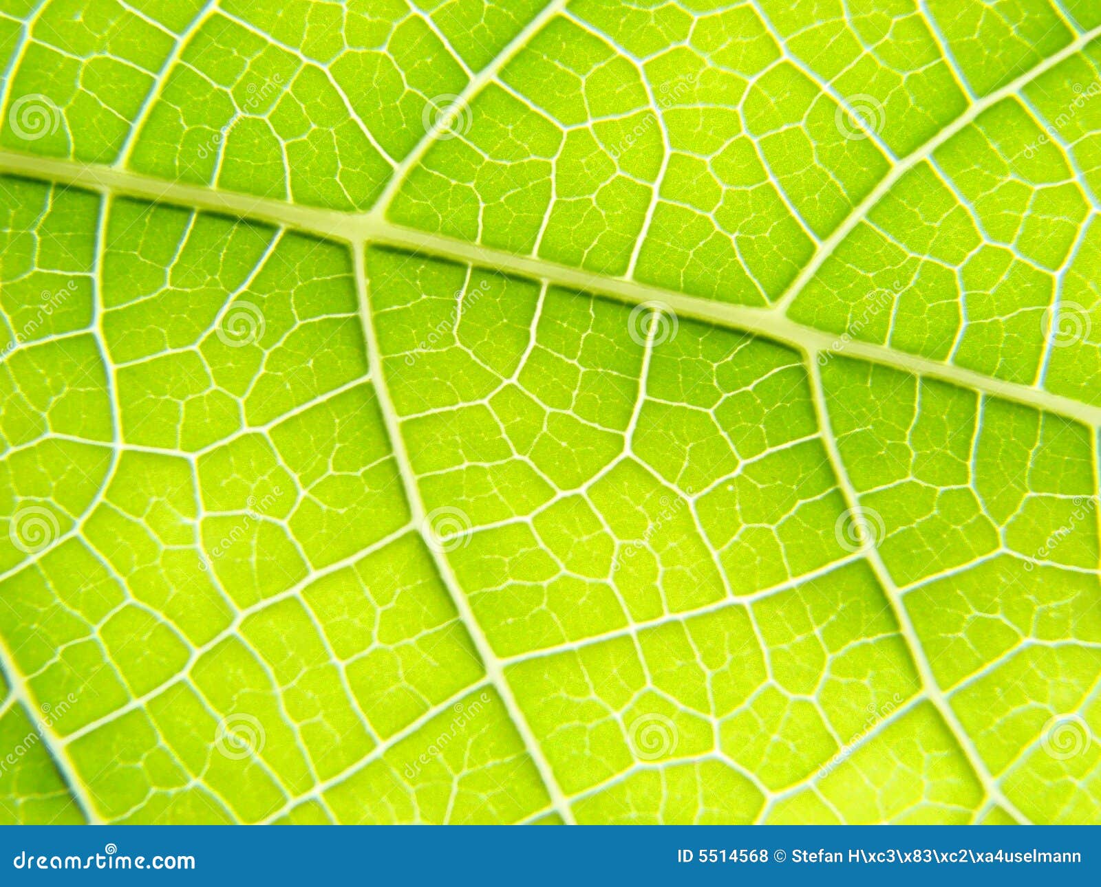 Green leaf macro lines stock photo. Image of macro, courier - 5514568