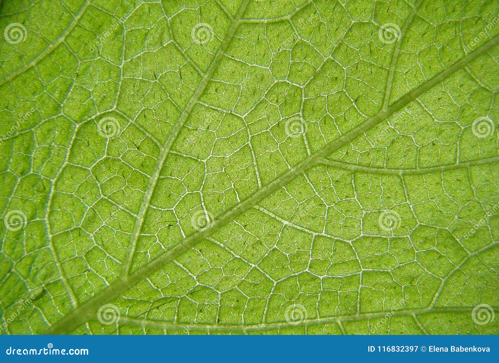 Green Leaf with a Macro Magnification for the Background Image. Stock ...